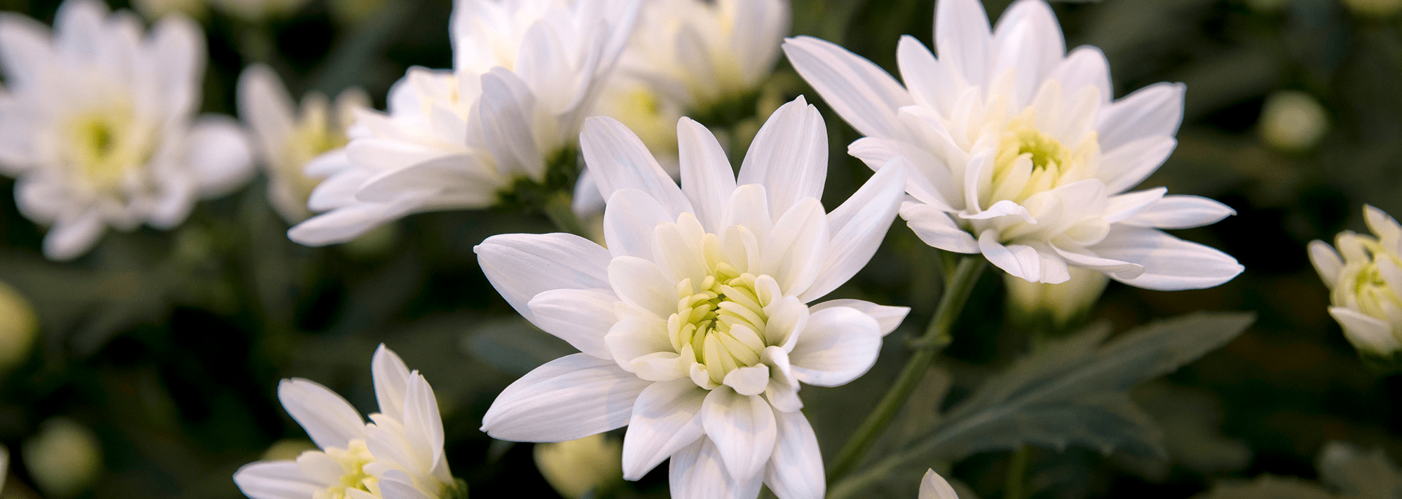Flowers - Lewis Flowers & Fruits