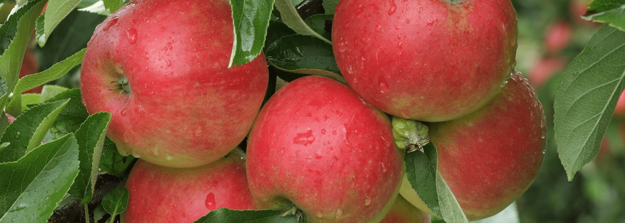 Certificering - Lewis Flowers & Fruits